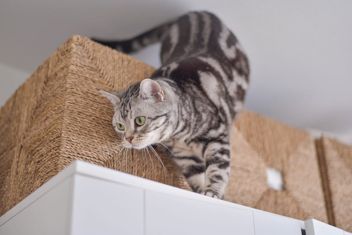 WeRescue - Feline-First Design: Vertical Space & Catios | WeRescue: In ...