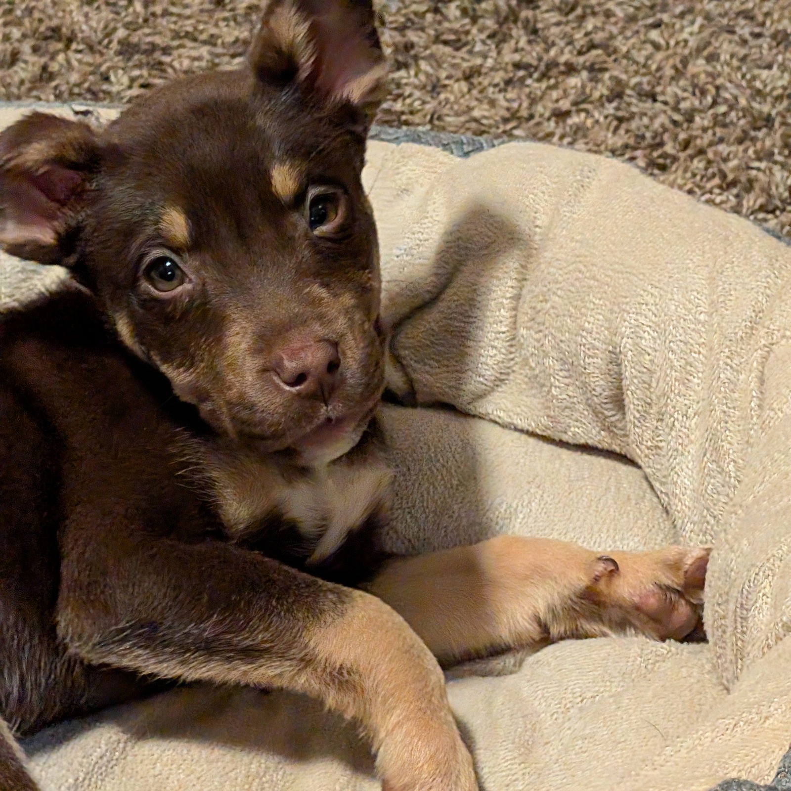 Adopt a Dog in Fargo, ND | 26 Dogs Available | WeRescue