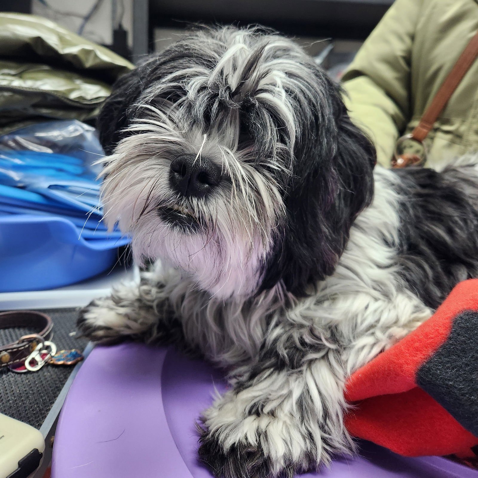 Adopt a Dog in Fargo, ND | 24 Dogs Available | WeRescue