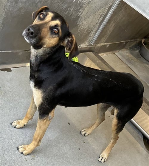 Devore Animal Shelter — Rescue & Shelter | WeRescue