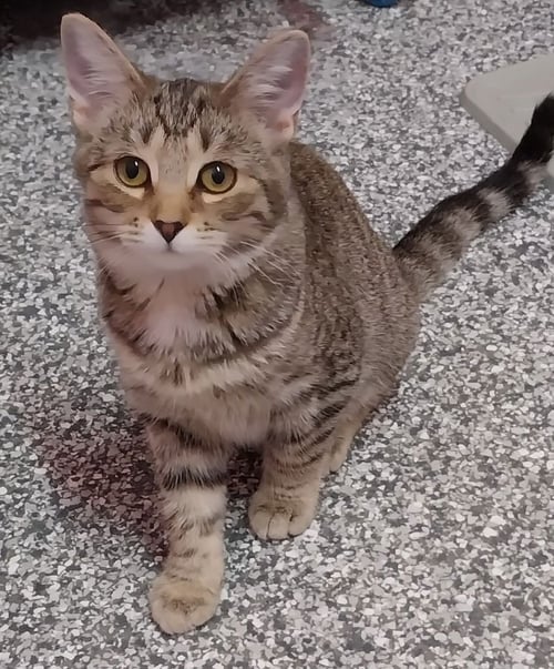 Pet Refuge — Rescue & Shelter | WeRescue